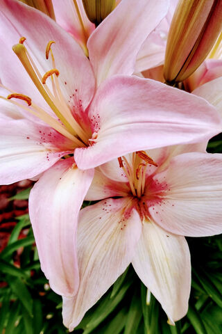 Lily Love Wallpaper Download To Your Mobile From PHONEKY