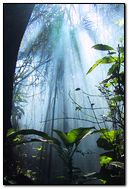 Jungle Dreaming Wallpaper - Download to your mobile from PHONEKY