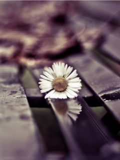 Flowers Macro Wallpaper - Download to your mobile from PHONEKY