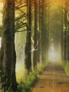 Nature Way Wallpaper - Download to your mobile from PHONEKY