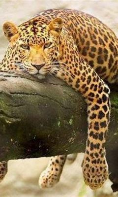 ? Wallpaper - Download to your mobile from PHONEKY