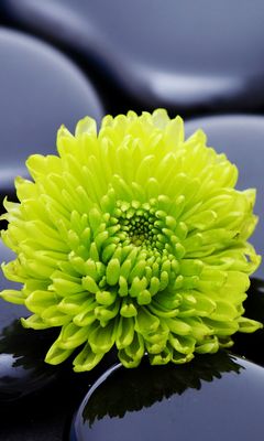 Flower Wallpaper - Download to your mobile from PHONEKY