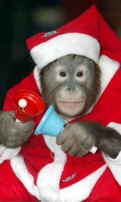 Singe Père Noël Fond d'écran - Télécharger sur votre mobile depuis PHONEKY