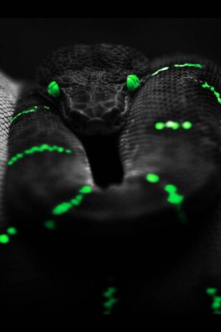 Snake Wallpaper - Download to your mobile from PHONEKY