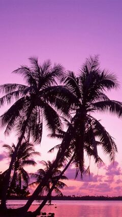 Tropical Wallpaper - Download to your mobile from PHONEKY
