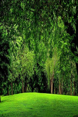 Green Forest Wallpaper - Download to your mobile from PHONEKY
