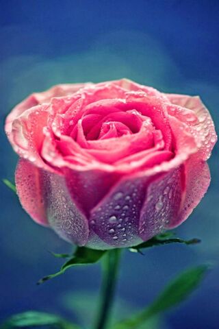 Wallpaper Gambar Bunga Ros 30+ Gambar Bunga Mawar Cantik
