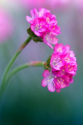 Pink Flowers Wallpaper - Download to your mobile from PHONEKY