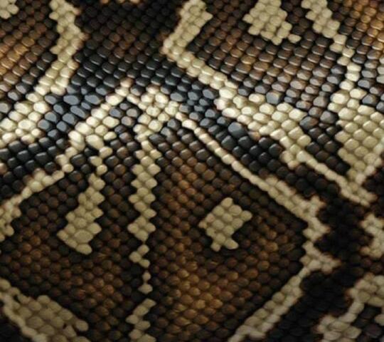 Snake Skin Wallpaper - Download to your mobile from PHONEKY