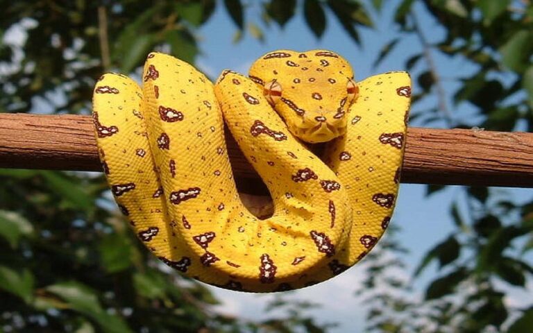 Yellow Tree Python Wallpaper - Download to your mobile from PHONEKY