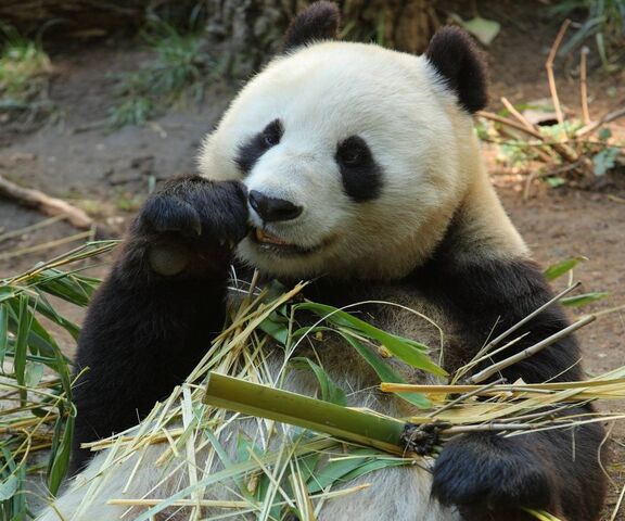 Panda Wallpaper - Download to your mobile from PHONEKY