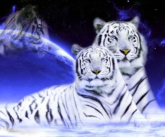 White Tiger Images Moon