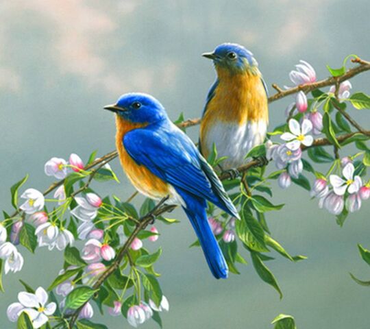 Cute Birds Wallpapers For Mobile Cute Bird Wallpaper Download To