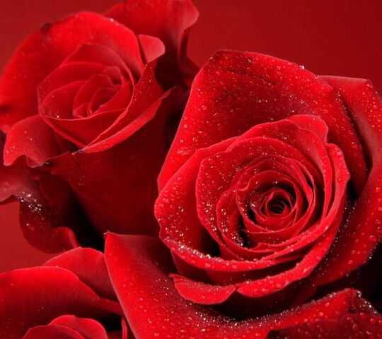 Roza Wallpaper - Download to your mobile from PHONEKY