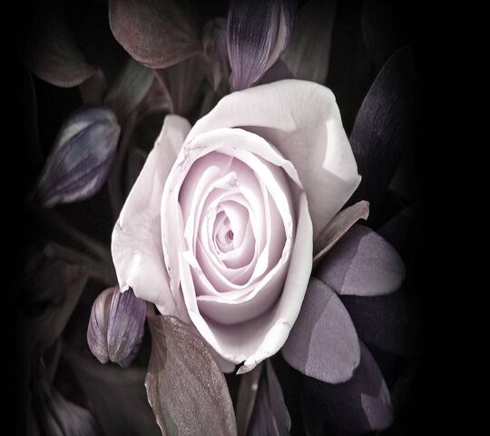 Beautiful Pink Rose Wallpaper - Download To Your Mobile From Phoneky