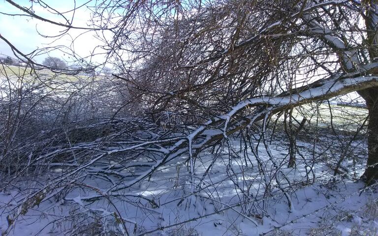 겨울 나무 배경화면 - PHONEKY에서 모바일로 다운로드