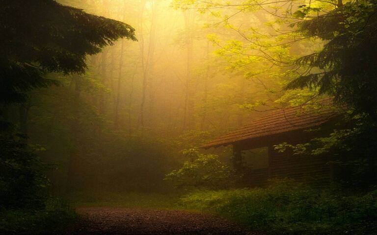 Fog Trees Wallpaper - Download to your mobile from PHONEKY