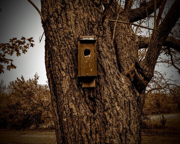 Birdhouse Wallpaper - Download to your mobile from PHONEKY