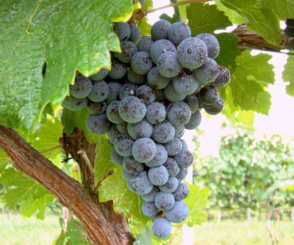 Grape Vineyard Wallpaper - Download to your mobile from PHONEKY