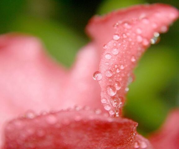 Dew-Kissed Blossoms: Nature's Morning Gems Wallpaper - Download to your ...