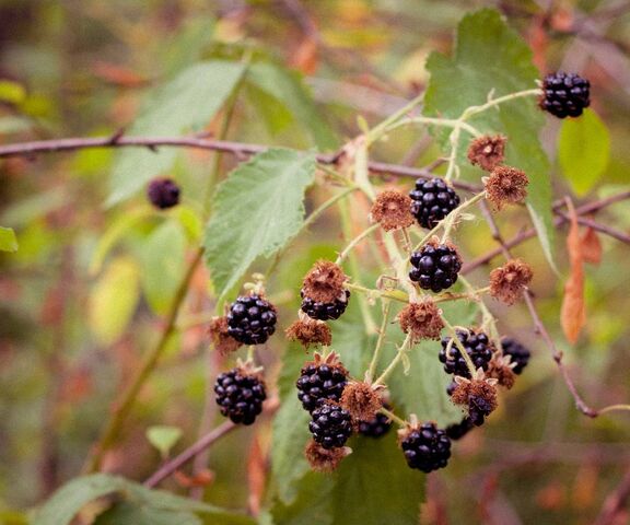 Wildberries Wallpaper - Download to your mobile from PHONEKY