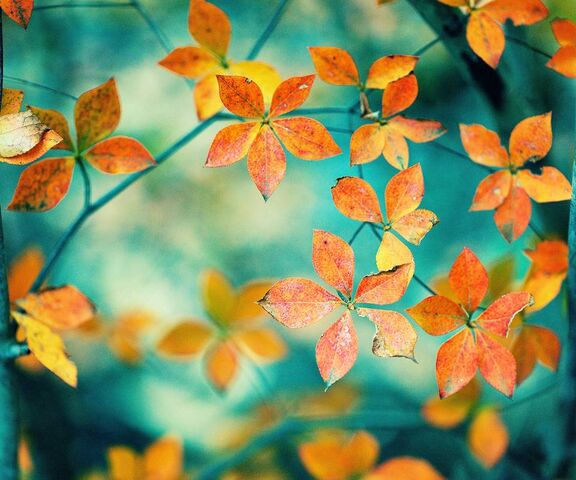 Leafs Wallpaper - Download to your mobile from PHONEKY