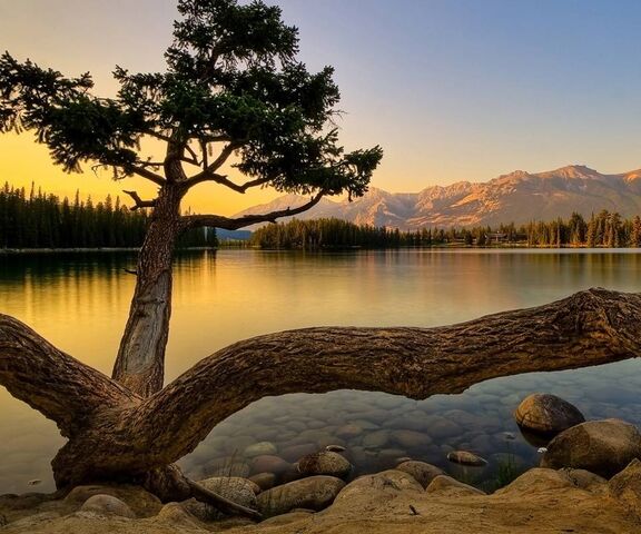 Treeandriver Wallpaper - Download to your mobile from PHONEKY