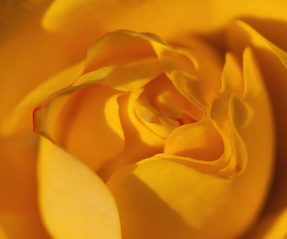 Yellow Flower Wallpaper - Download to your mobile from PHONEKY