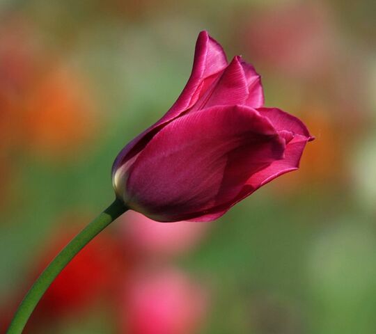 Blooming Beauty: The Essence of Spring 🌷 Wallpaper - Download to your ...