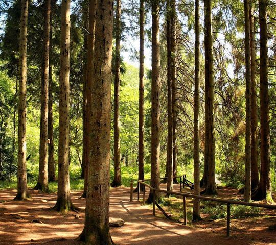 Nature's Pathway: A Serene Escape 🌲 Wallpaper - Download to your mobile ...