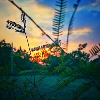 Kher Tree Evening Wallpaper - Download to your mobile from PHONEKY