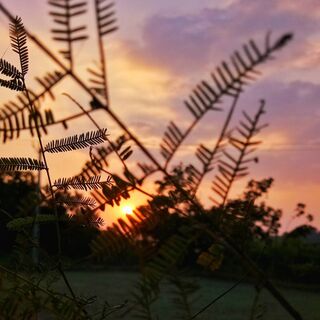 Kher Tree Wallpaper - Download to your mobile from PHONEKY