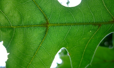 Leaf vein Wallpaper - Download to your mobile from PHONEKY