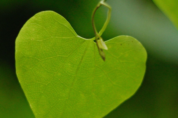 Love Leave Wallpaper - Download to your mobile from PHONEKY