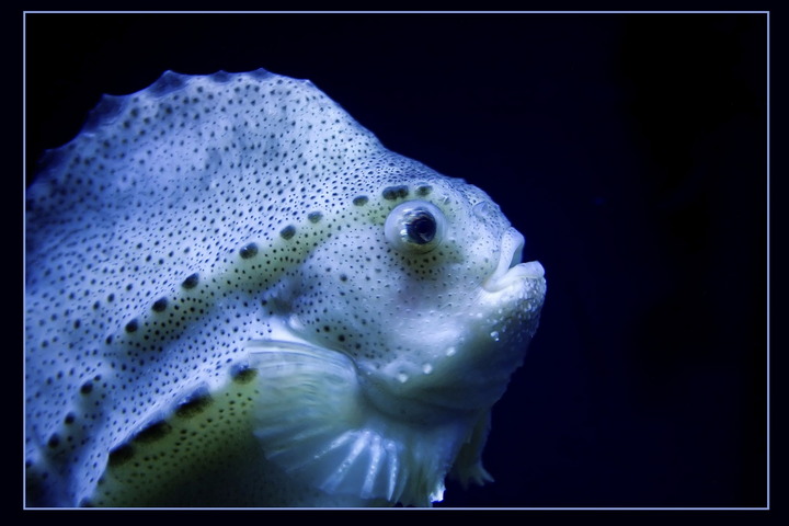 Gulp Fish Wallpaper - Download to your mobile from PHONEKY