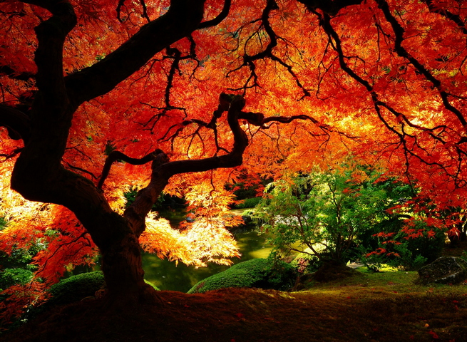 Maple Orange Tree Wallpaper - Download to your mobile from PHONEKY