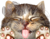 Cat Licking Screen GIF - Download & Share on JETBITS