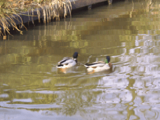 Ducks GIF - Download & Share on JETBITS