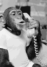 Scimmia Che Ride Gif Le GIF Con Scimmie Carine, Divertenti E Danzanti